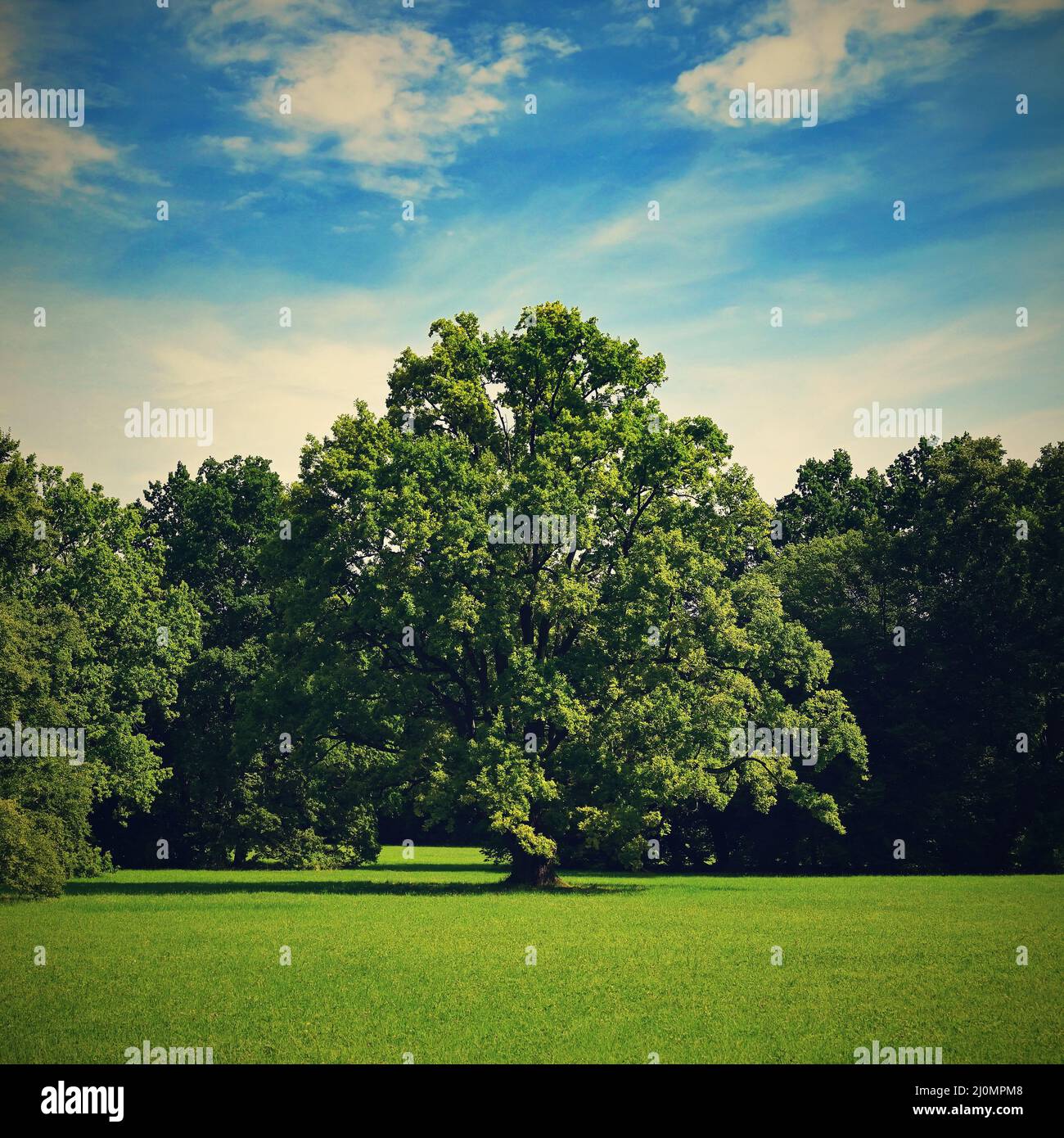 Beautiful nature background. Green deciduous trees in the landscape ...