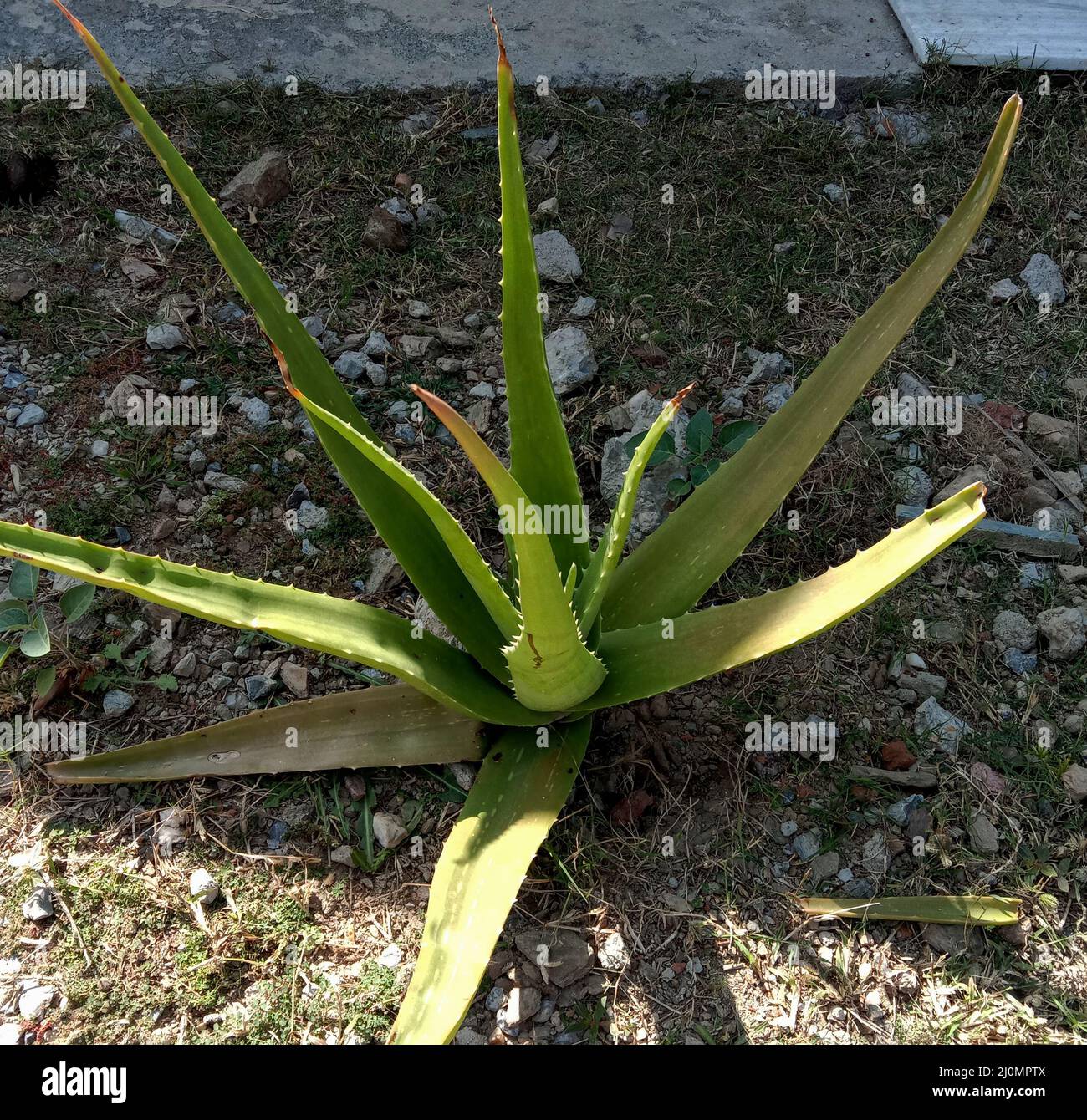 Aloe spike hi-res stock photography and images - Alamy