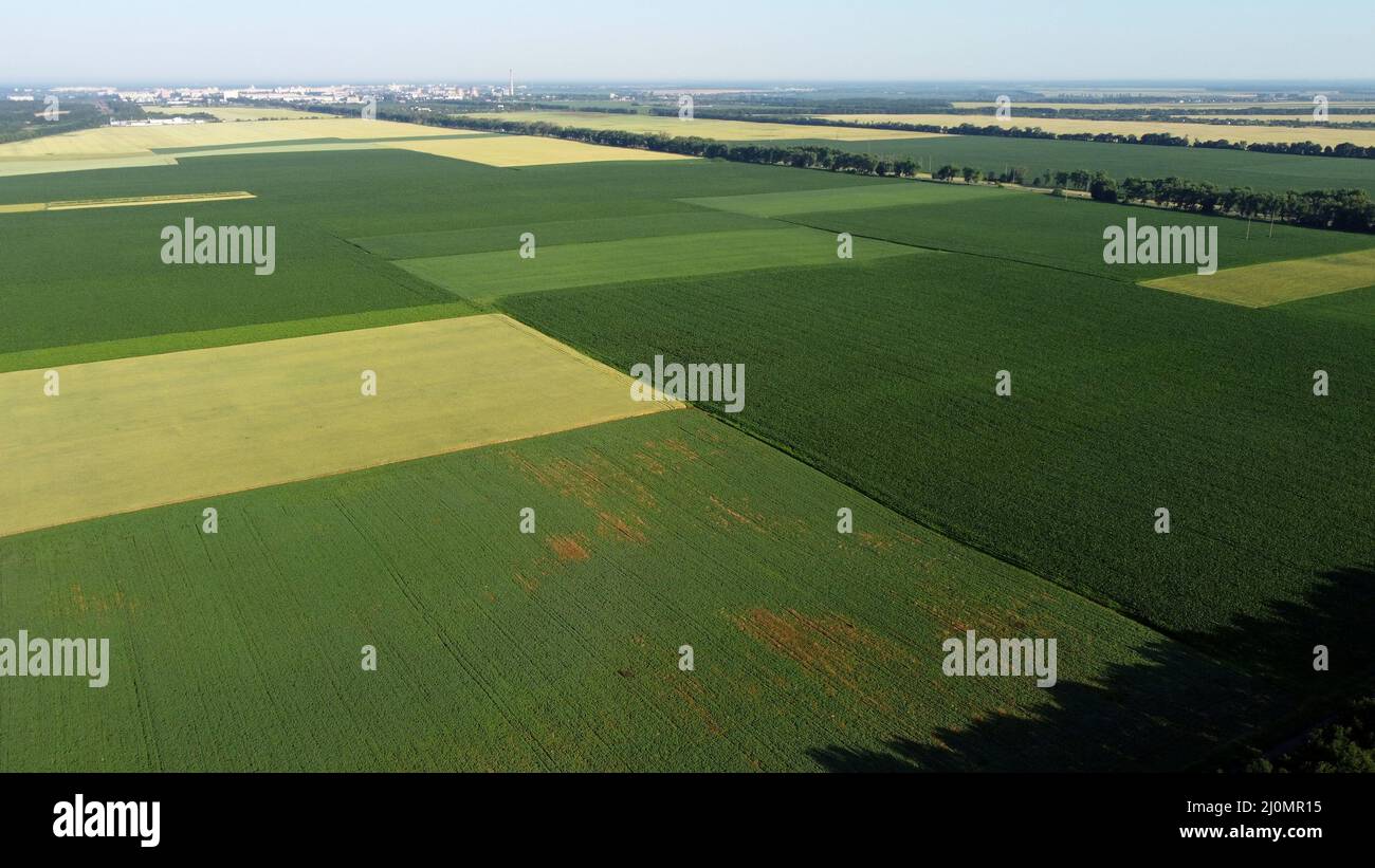 Drone shot above fields wheat hi-res stock photography and images - Alamy