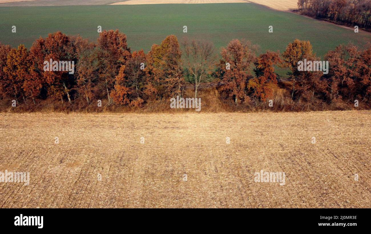 Aerial Drone View. Trees with brown dry leaves grow between field after harvest Stock Photo - Alamy