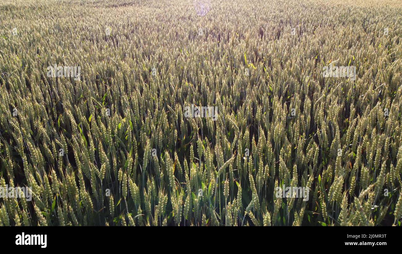 Flying over green tops of young wheat sprouts on sunny morning Stock ...