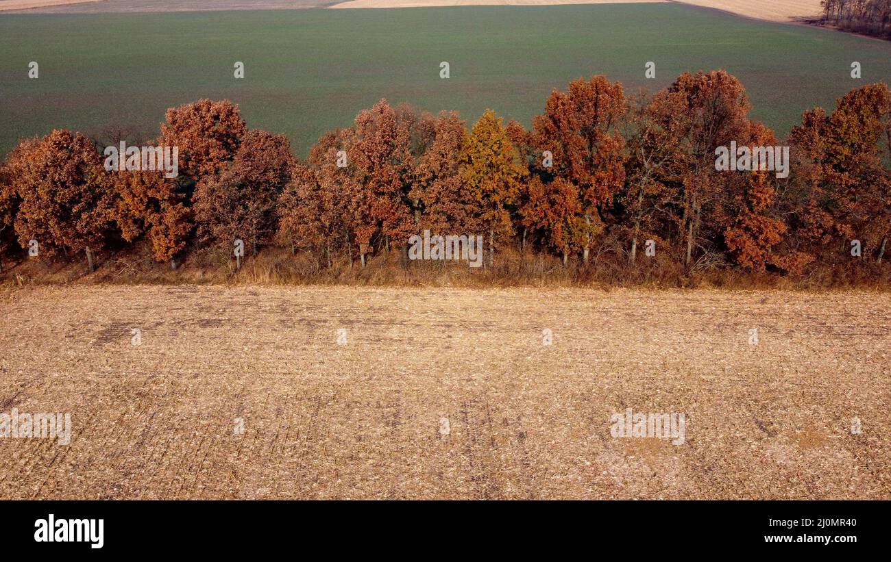 Aerial Drone View. Trees with brown dry leaves grow between field after ...