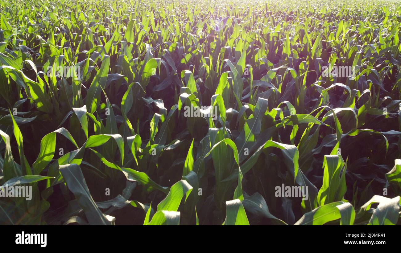 Flying over green tops of young corn sprouts on sunny morning Stock ...