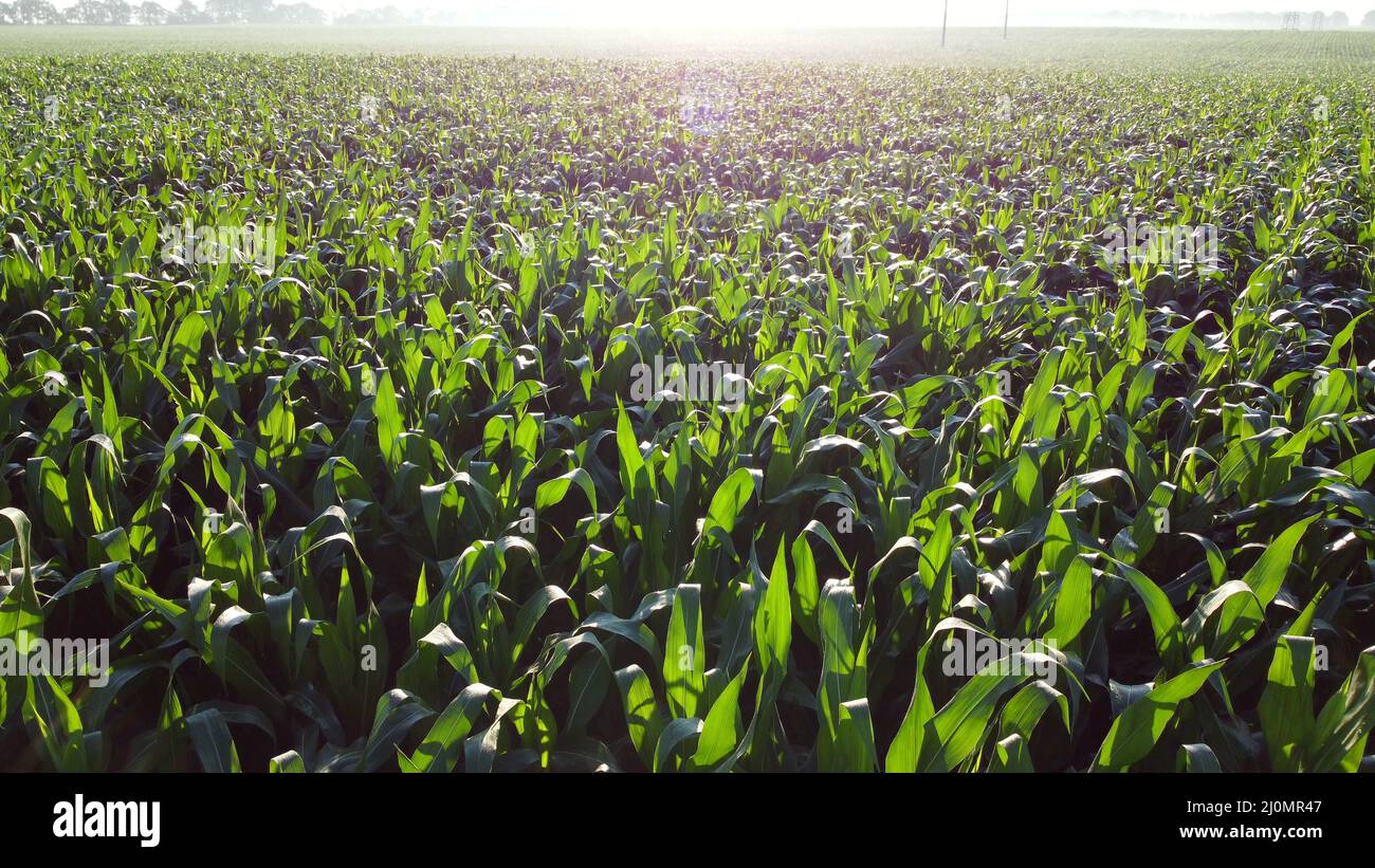 Flying over corn field agriculture hi-res stock photography and images ...
