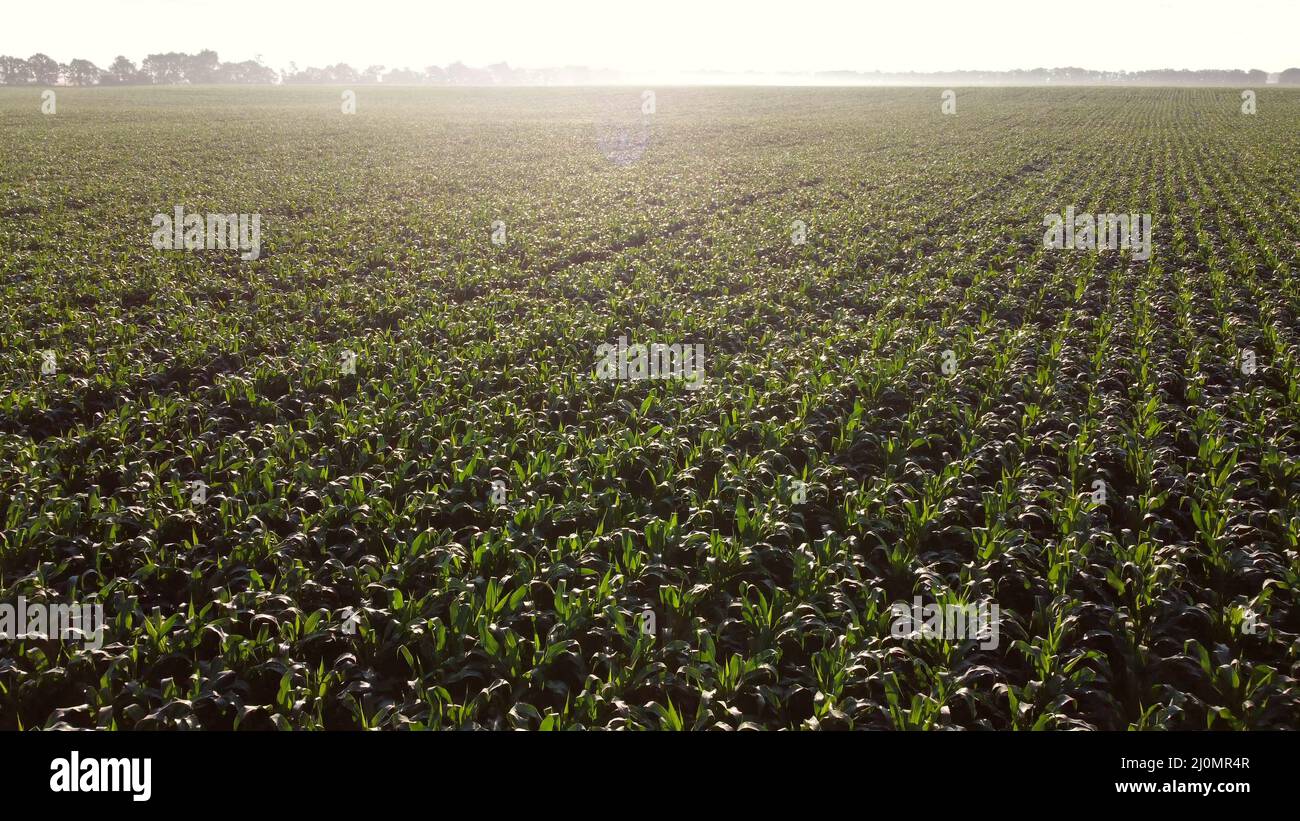Flying over green tops of young corn sprouts on sunny morning Stock ...