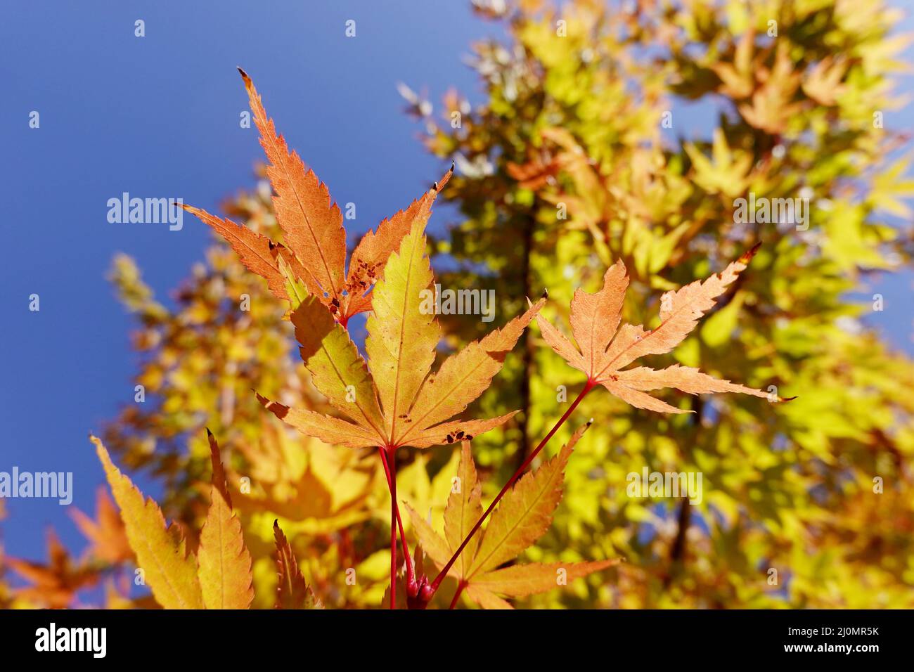 Golden yellow autumn foliage of Japanese maple (Acer japonicum) or ...