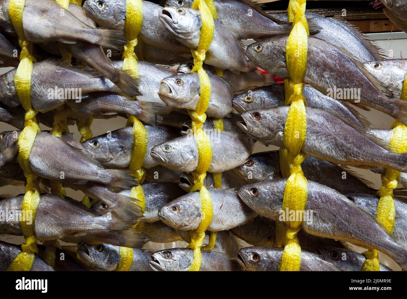 Tied up fish hi-res stock photography and images - Alamy