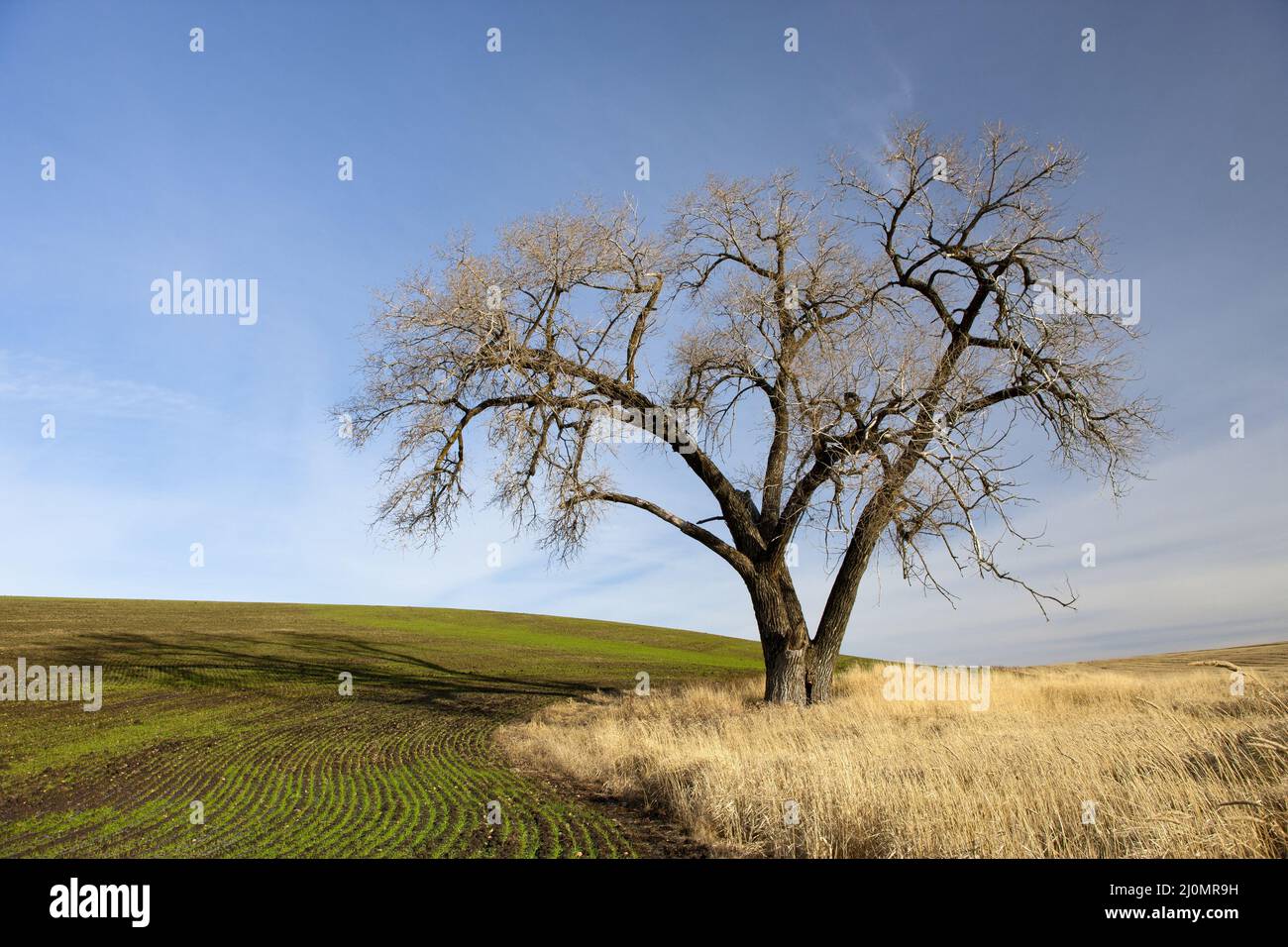 Barren tree in hi-res stock photography and images - Alamy
