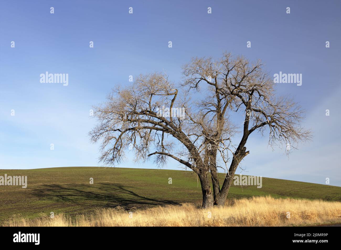 Eastern field hi-res stock photography and images - Alamy