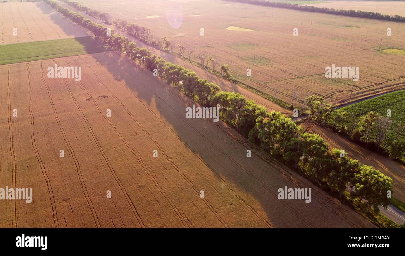 Aerial drone view flight over fields with different growing Stock Photo ...