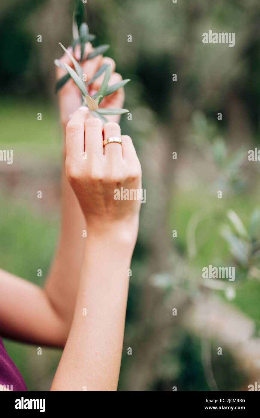 Hand holding tree branch hi-res stock photography and images - Alamy