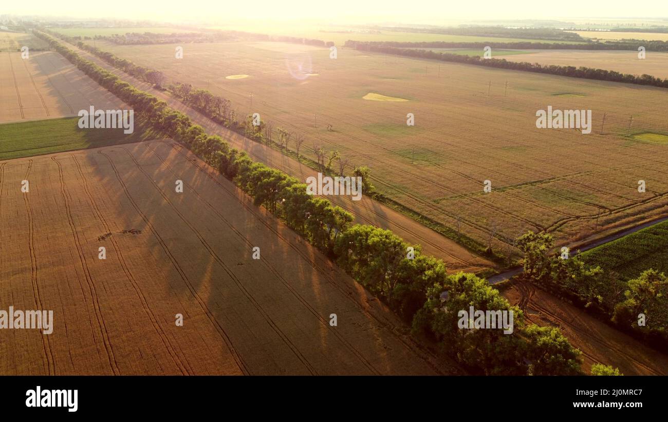 Aerial flying over fields wheat hi-res stock photography and images - Alamy