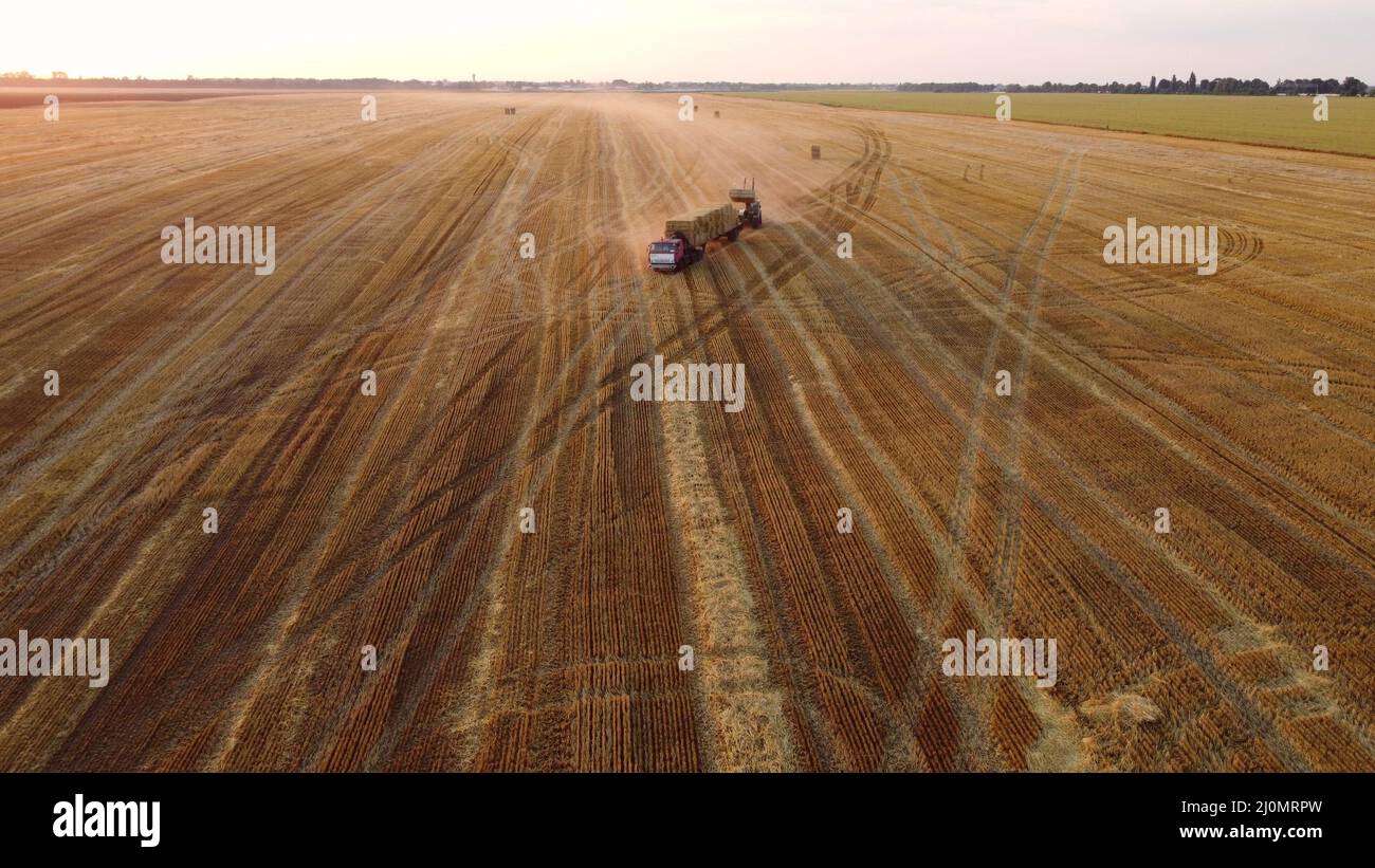 Tractor loader loads a haystack into a truck loaded with haystacks ...