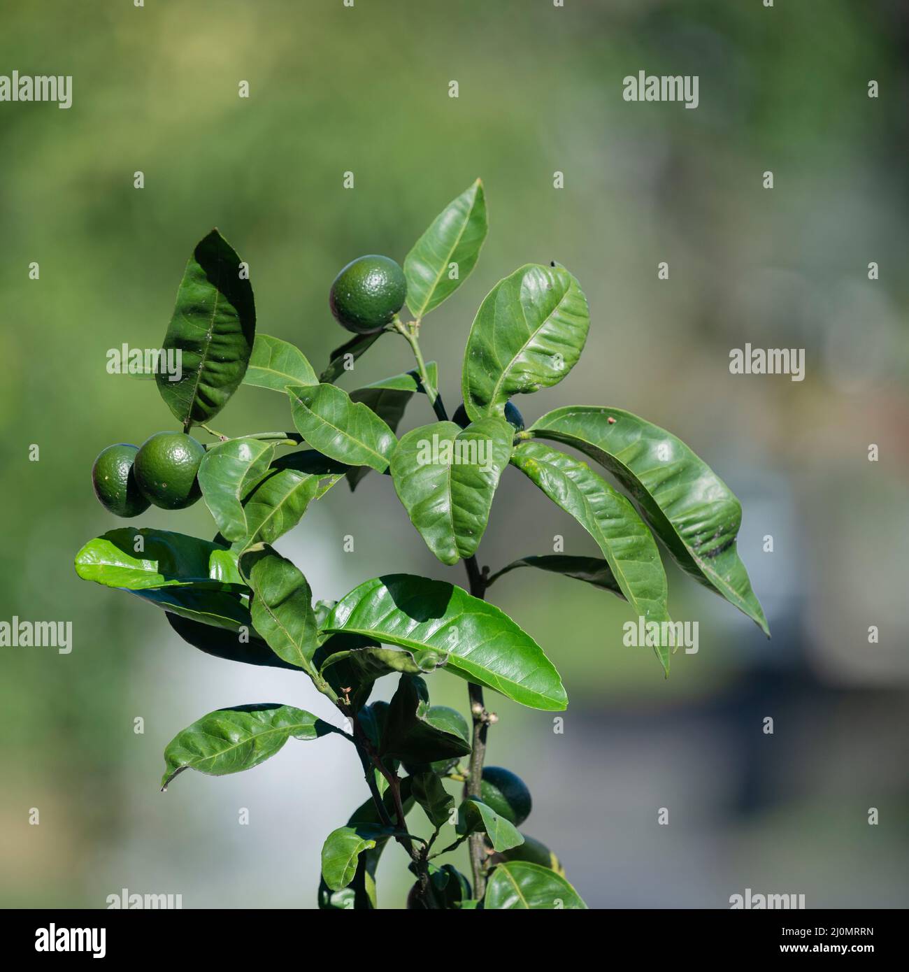 Lemon tree under the sun light, with green lemons on the tree, in the ...