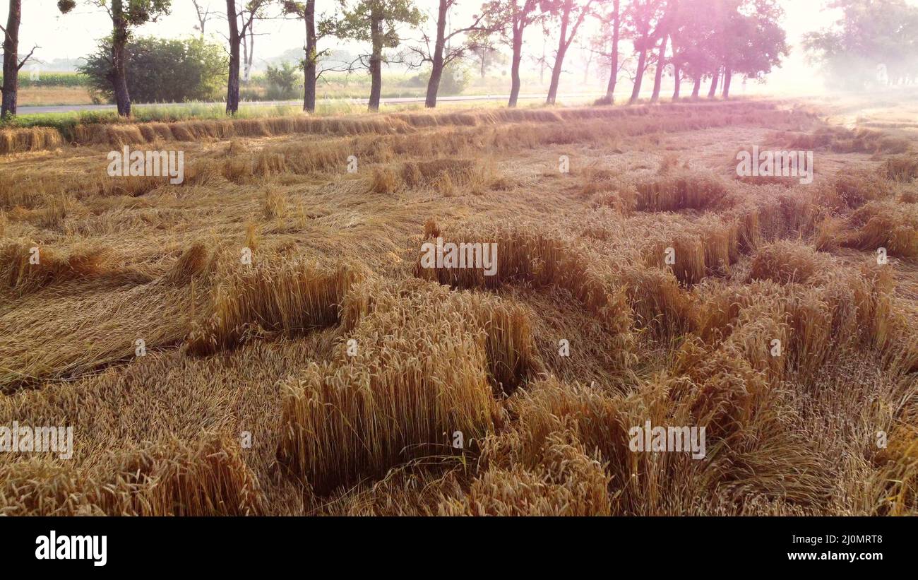 Harvesting of early grains hi-res stock photography and images - Alamy