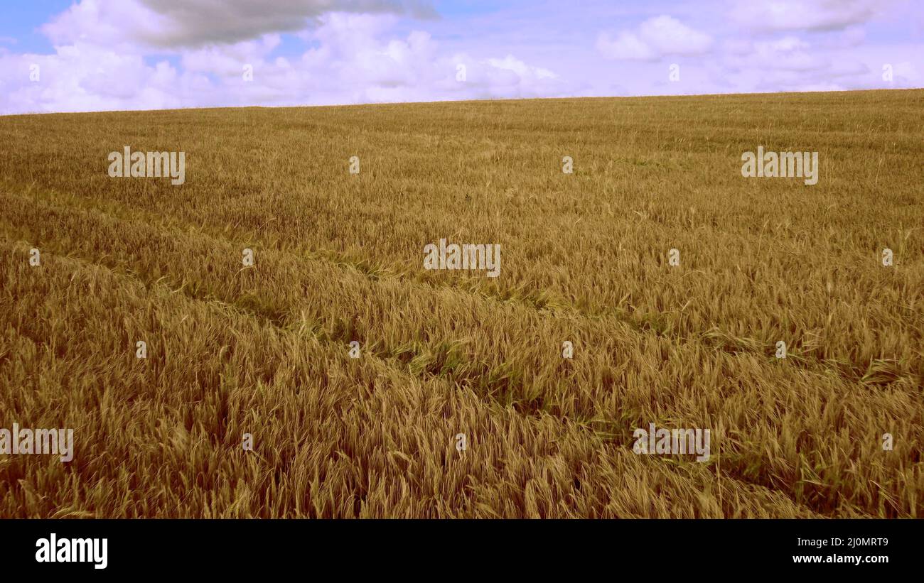 Drone shot yellow wheatfield hi-res stock photography and images - Alamy
