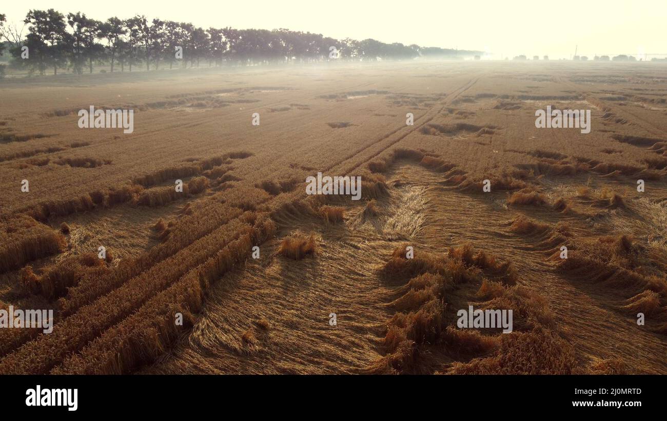 Harvesting of early grains hi-res stock photography and images - Alamy