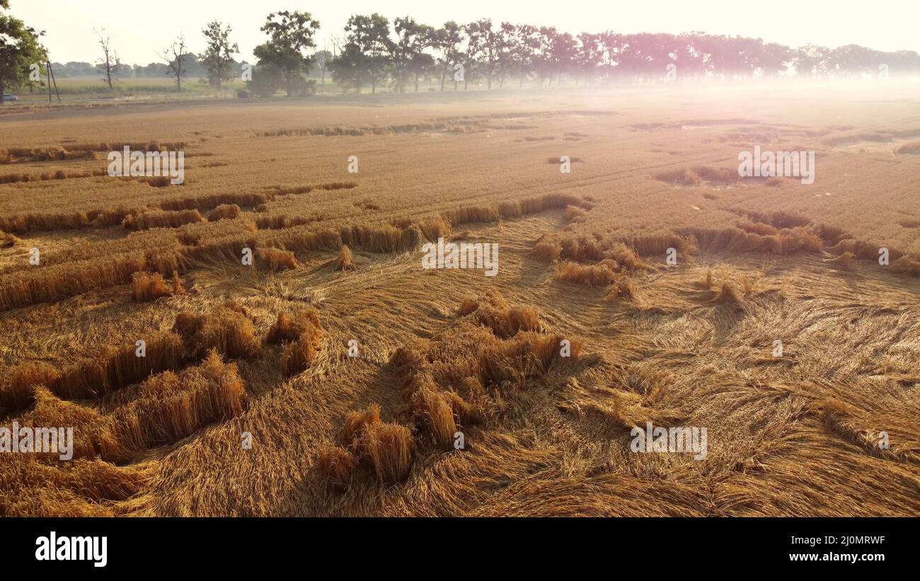 Harvesting of early grains hi-res stock photography and images - Alamy