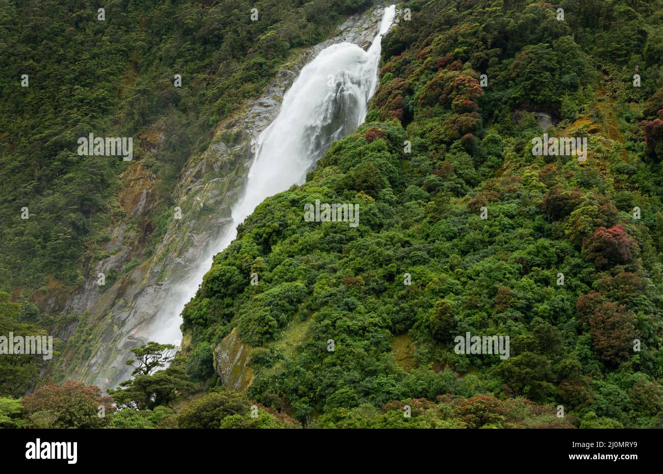Lady Bowen Falls in Milford Sound with Southern Rata forest in bloom ...