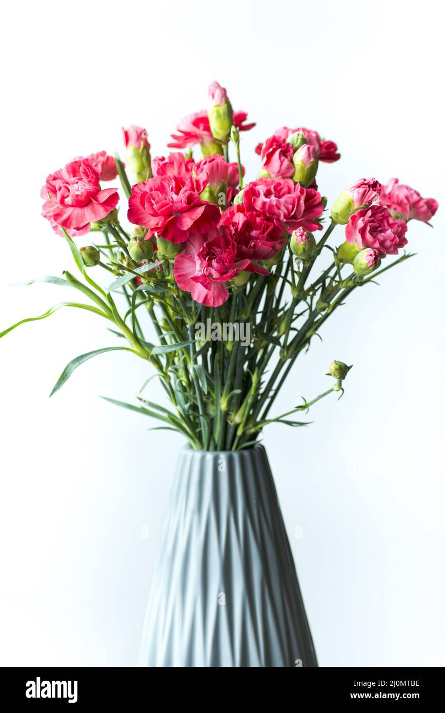 Bouquet of pink carnation flowers. Clove flowers . White background ...