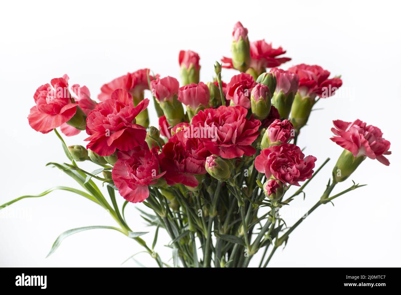 Bouquet of pink carnation flowers. Clove flowers . White background ...