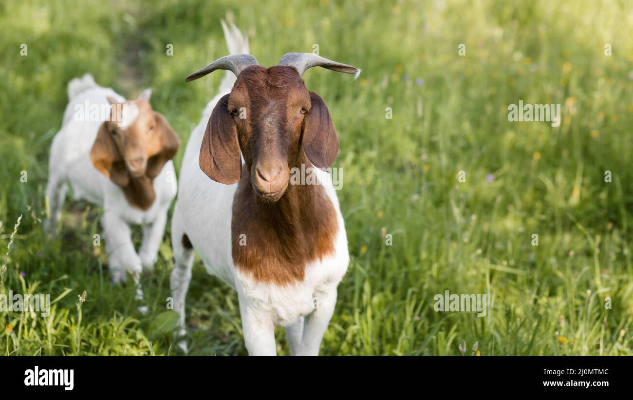 Close up goats farm Stock Photo - Alamy