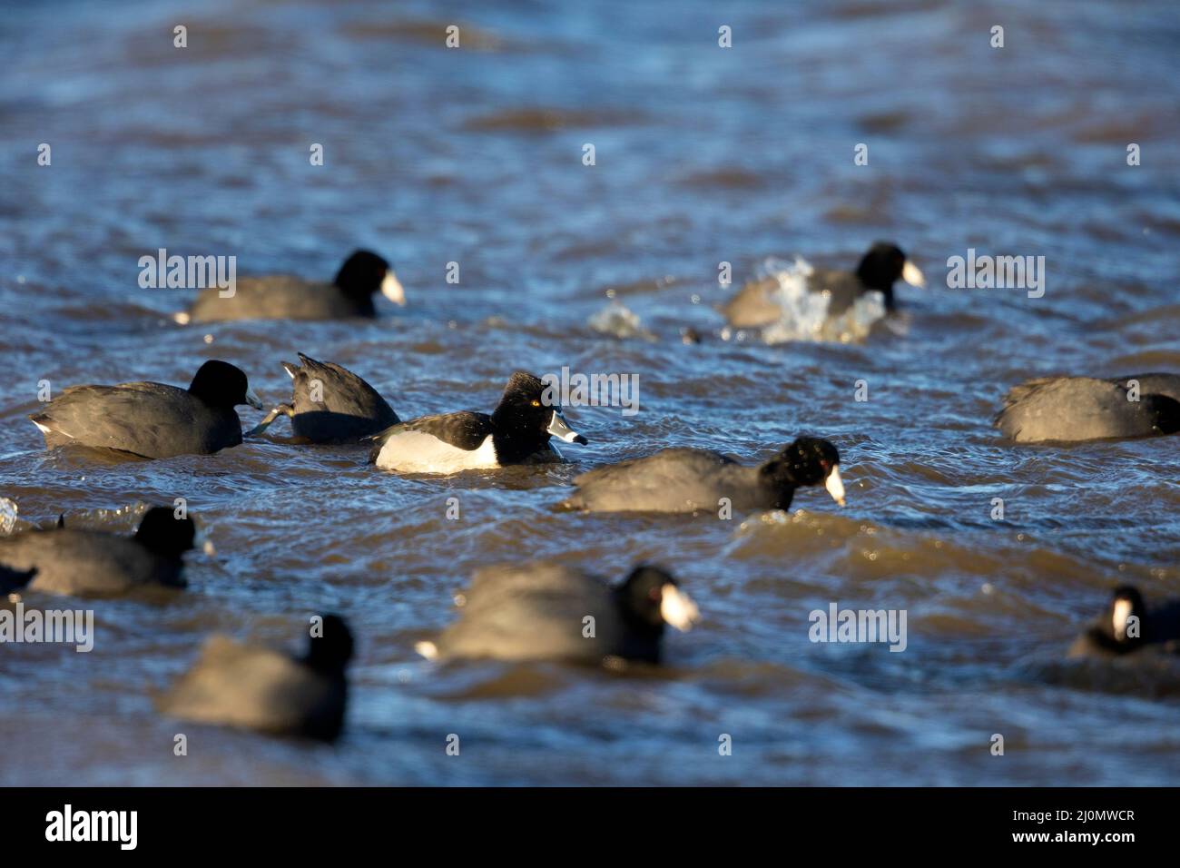 Ring necked duck male hi-res stock photography and images - Alamy