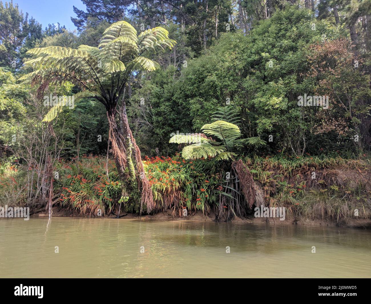 The view of silver ferns at river edge, Puhoi, New Zealand Stock Photo ...