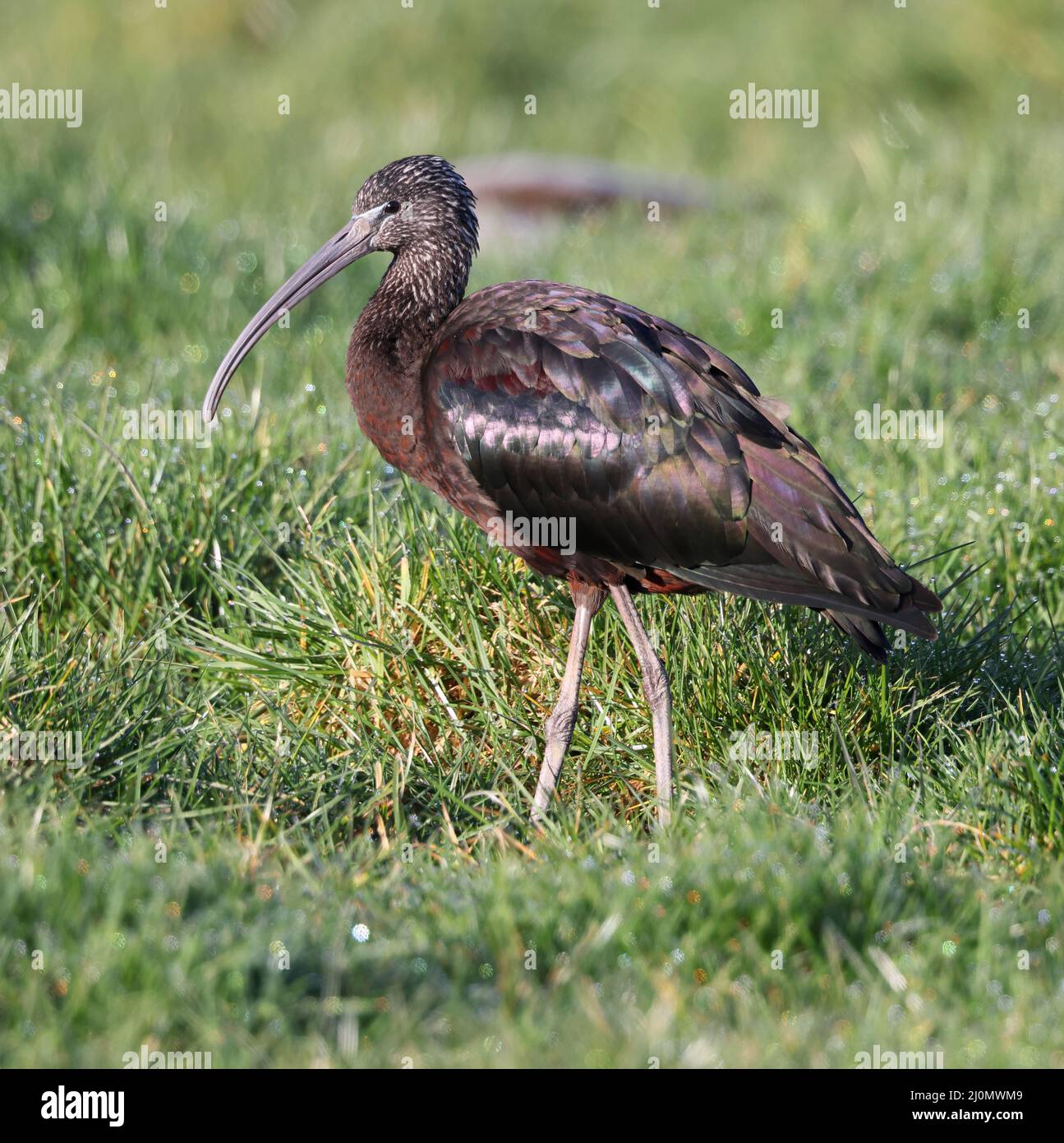 A Glossy Ibis a rare bird in Gloucestershire UK Stock Photo - Alamy