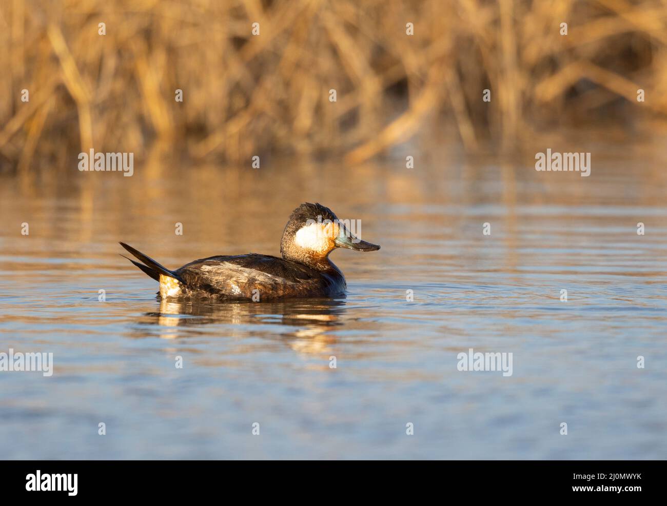 Rudy duck hi-res stock photography and images - Alamy