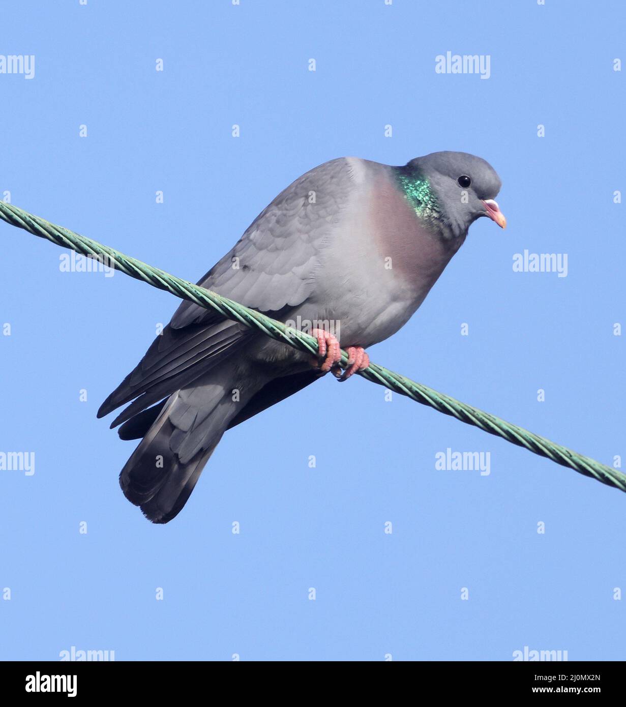 Stock Dove in the spring sunshine Stock Photo - Alamy