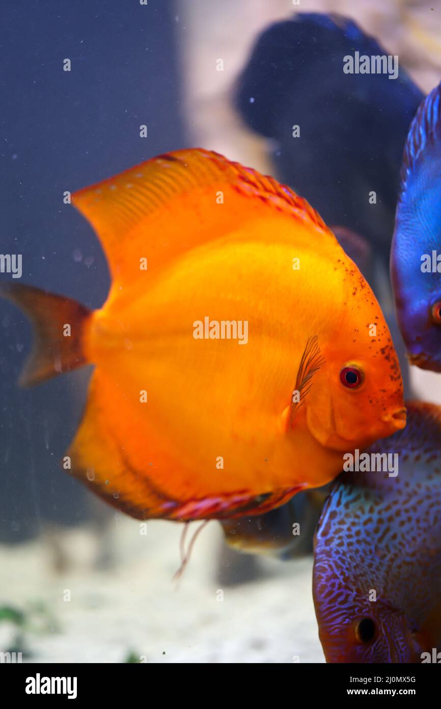 Portrait of a discus fish in the aquarium. Discus fish are cichlids ...