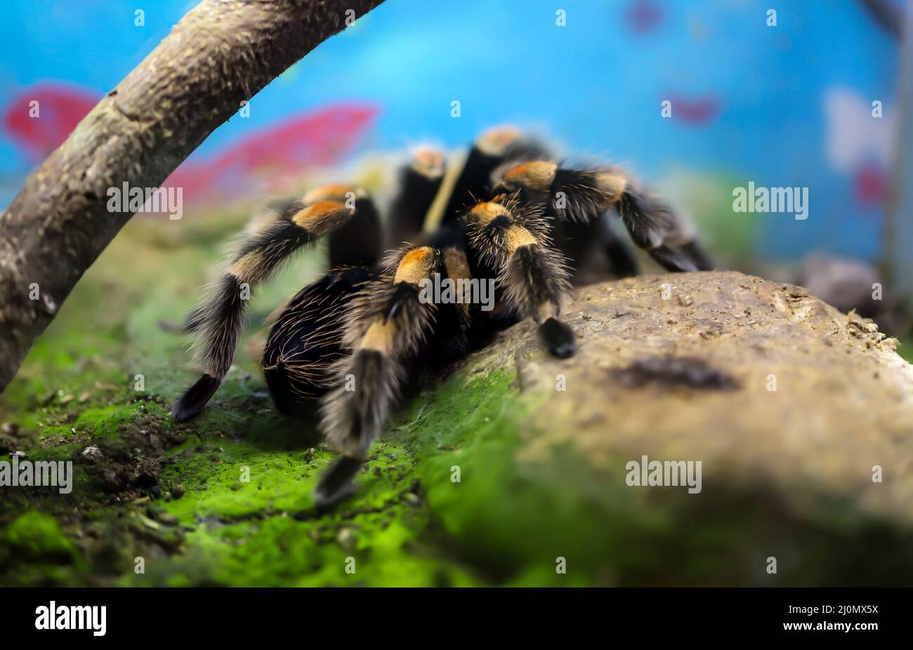 A tarantula sits on a stone. She has yellow black haired legs Stock ...