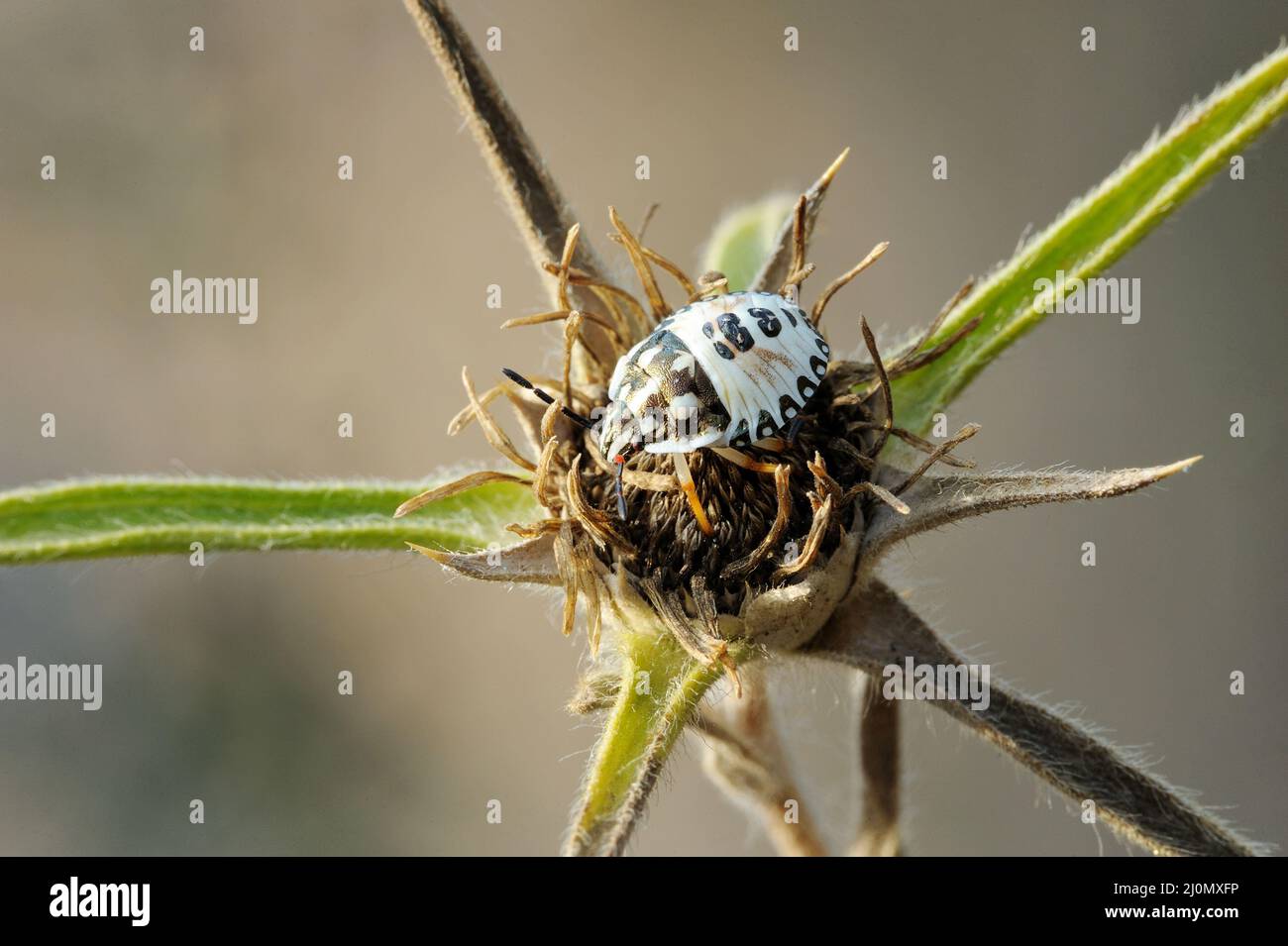 Thorn bug hi-res stock photography and images - Alamy