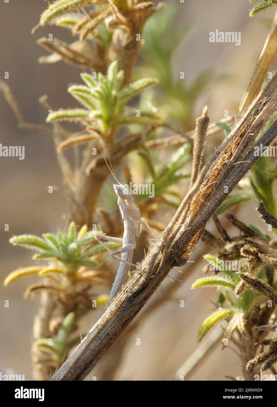 Mantis on a branch hi-res stock photography and images - Alamy
