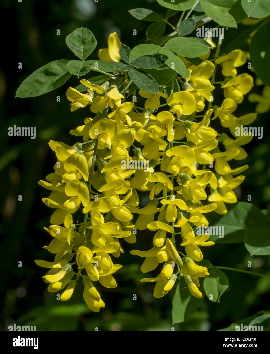 Yellow flowers of the common laburnum (Laburnum anagyroides) in the ...