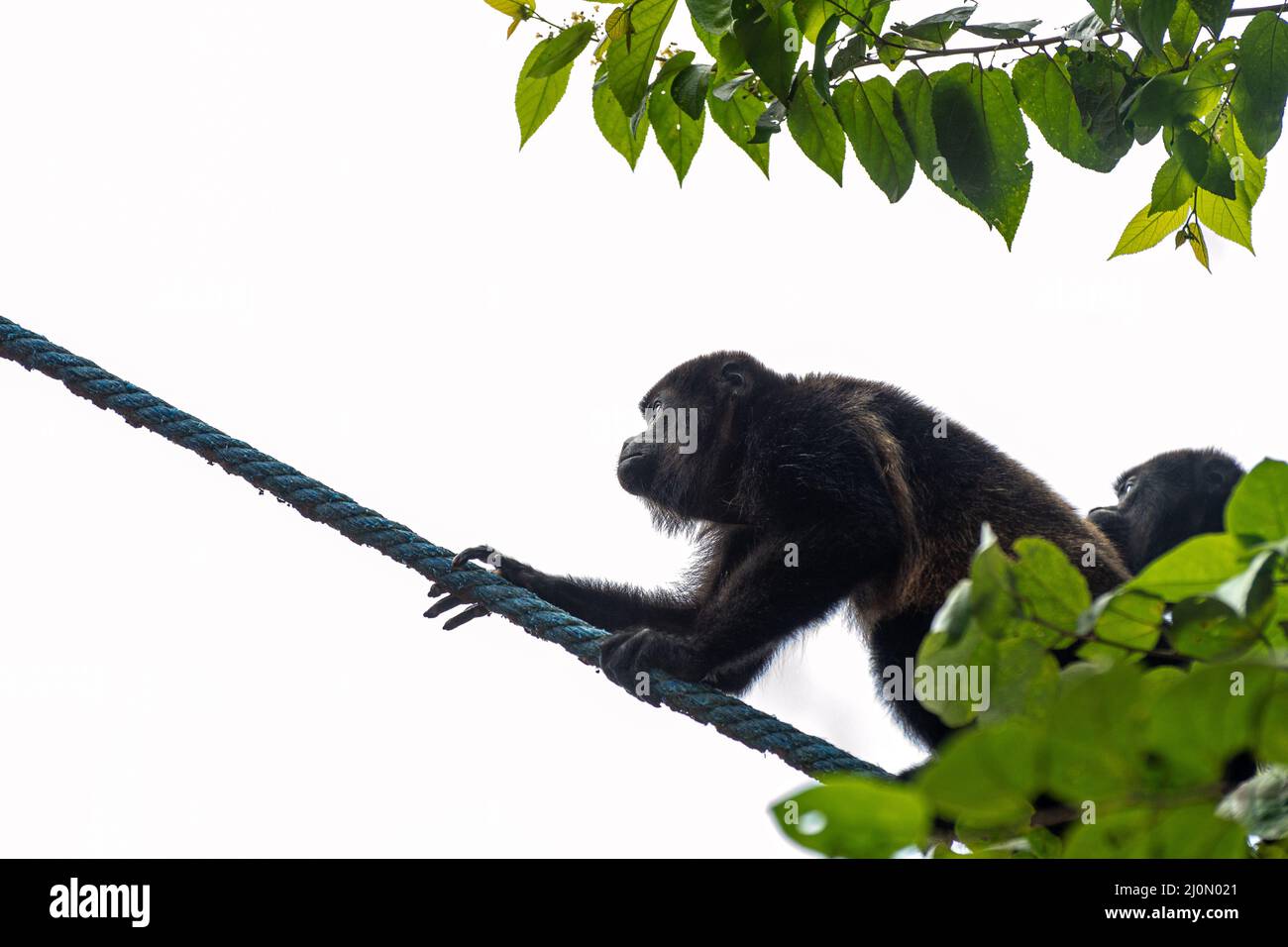 Closeup shot of a Colombian red howler monkey climbing on a cable Stock ...