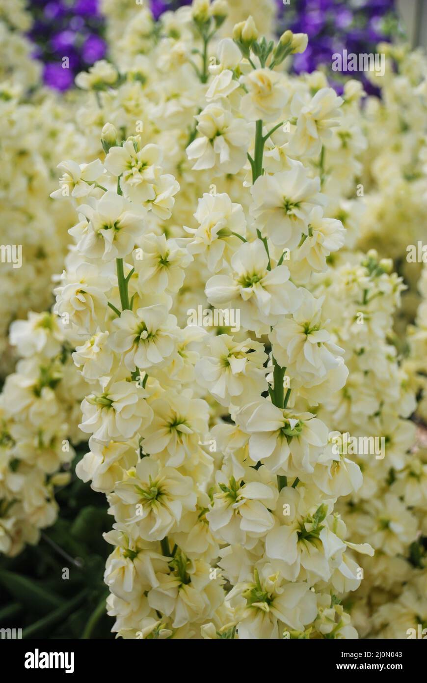 Matthiola incana flower, stock flowers, cut flowers in nursery, full ...