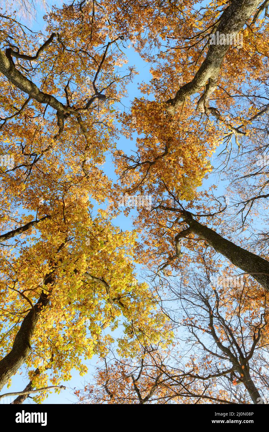 Timberland scene hi-res stock photography and images - Alamy
