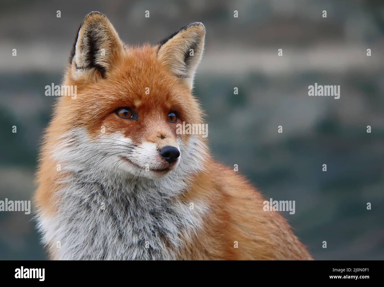 Fox looking right hi-res stock photography and images - Alamy