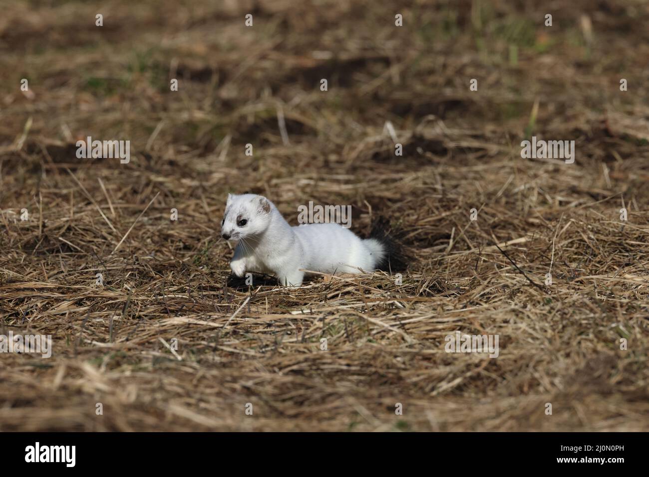 Stoat (Mustela erminea) Swabian Alps Germany Stock Photo - Alamy