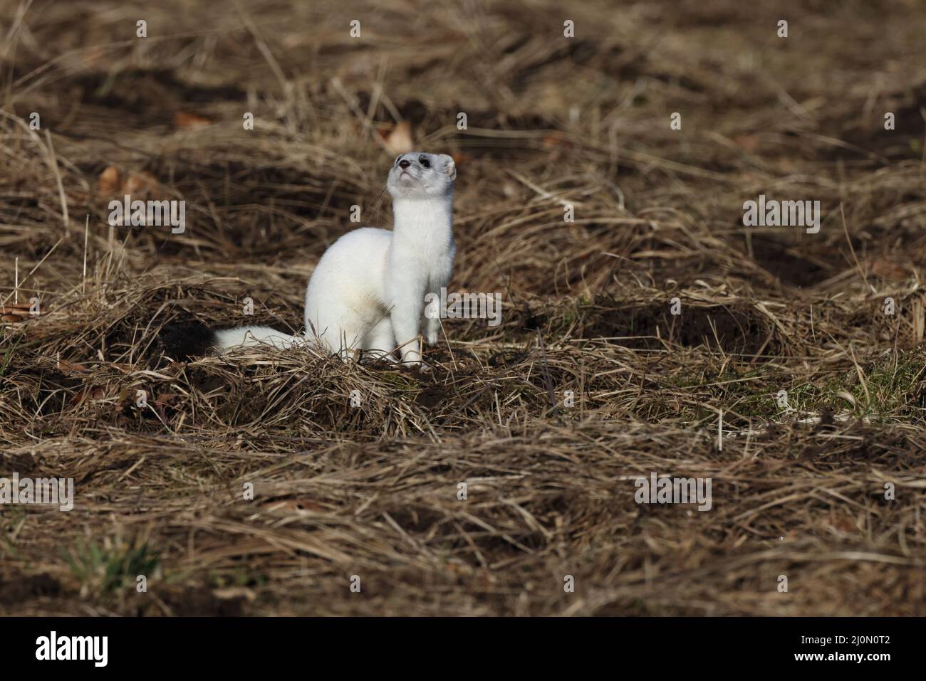 Stoat (Mustela erminea) Swabian Alps Germany Stock Photo - Alamy