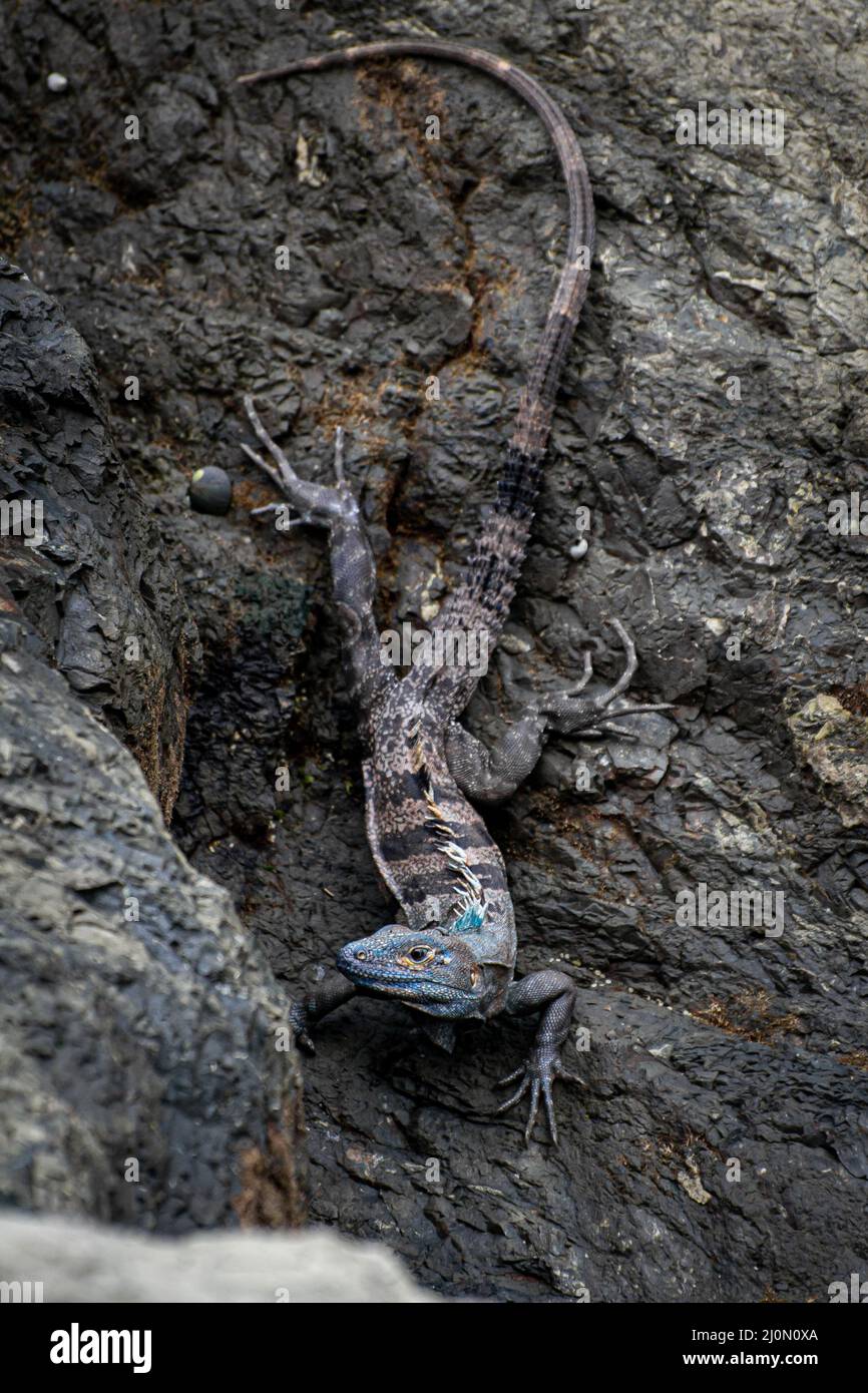Crawling through mud hi-res stock photography and images - Alamy