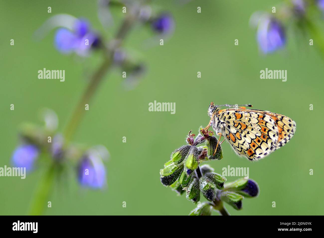 Bay checkerspot butterfly on a plant Stock Photo - Alamy