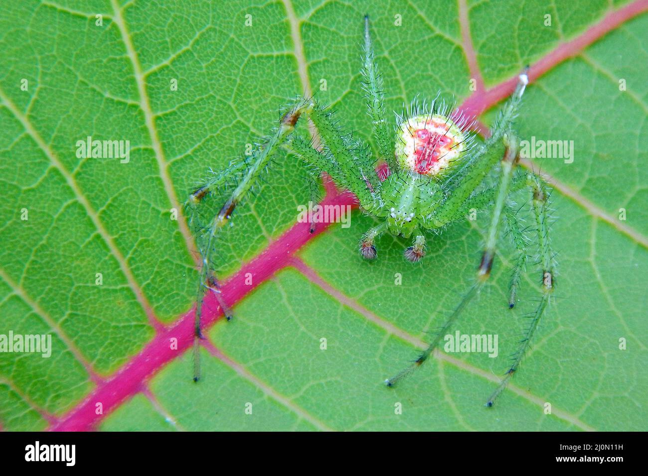 Grape phylloxera on a leaf Stock Photo - Alamy