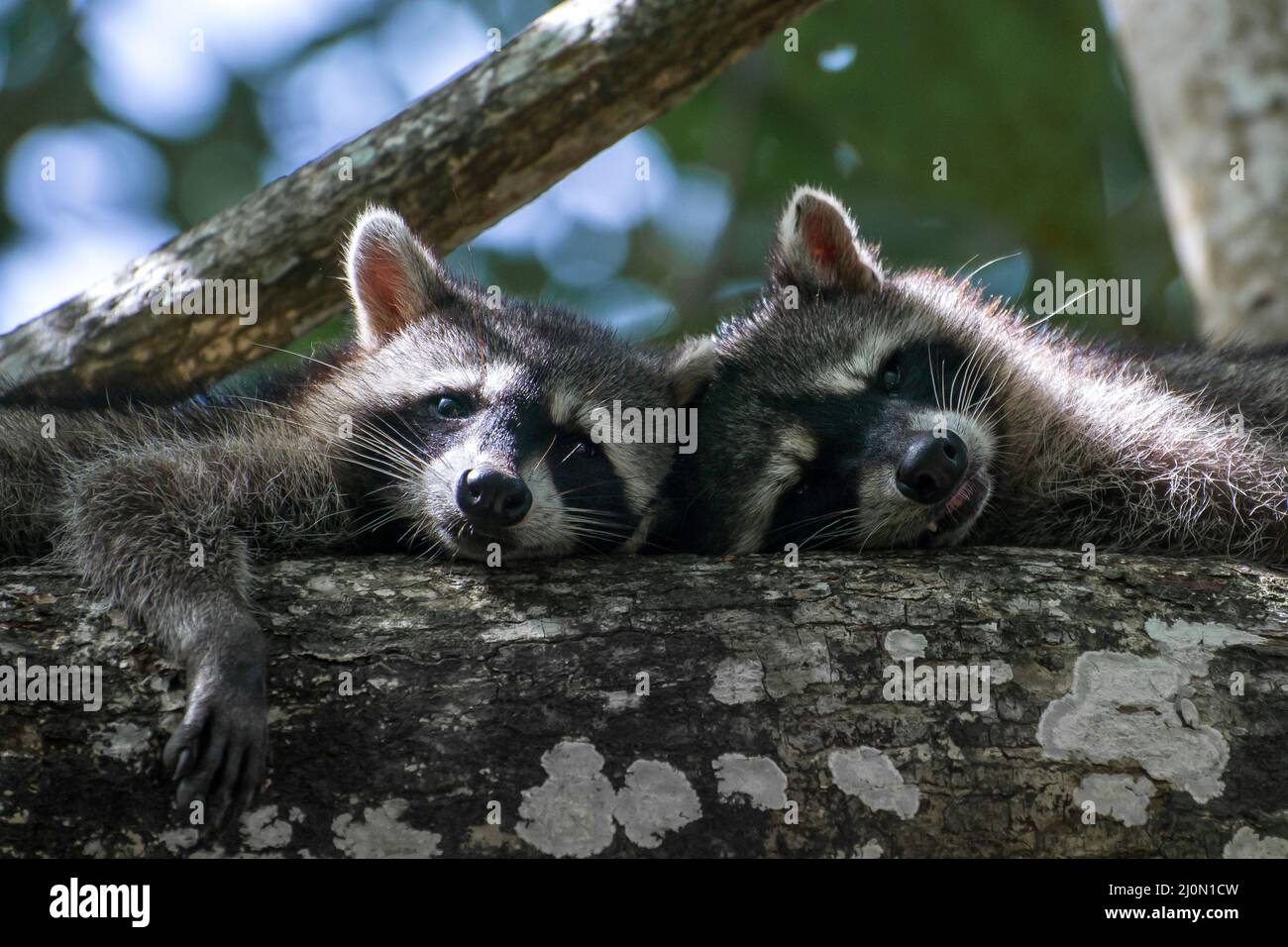 Closeup shot of a two racoons lying together on a tree branch Stock ...