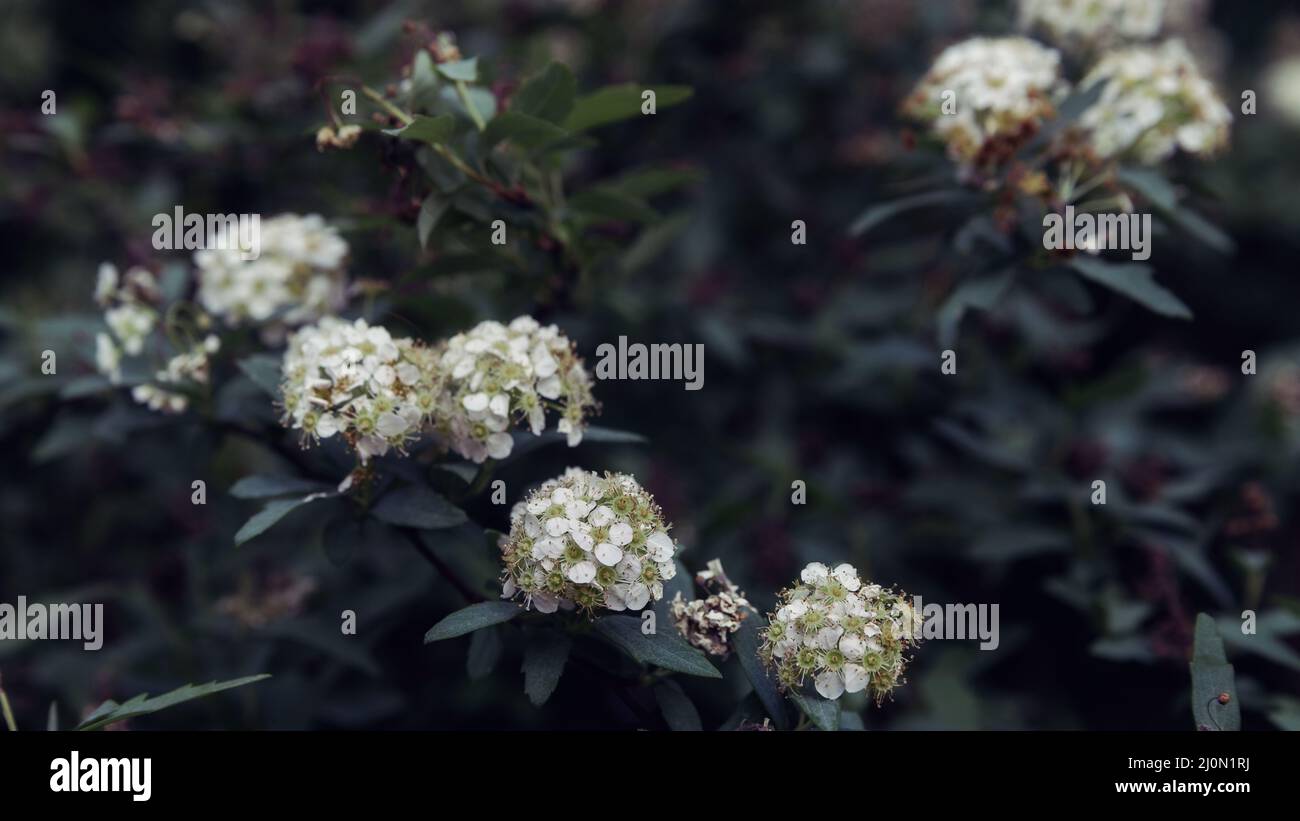 Spring blooming shrub with white flowers Spirea. Also known as Reeve's ...