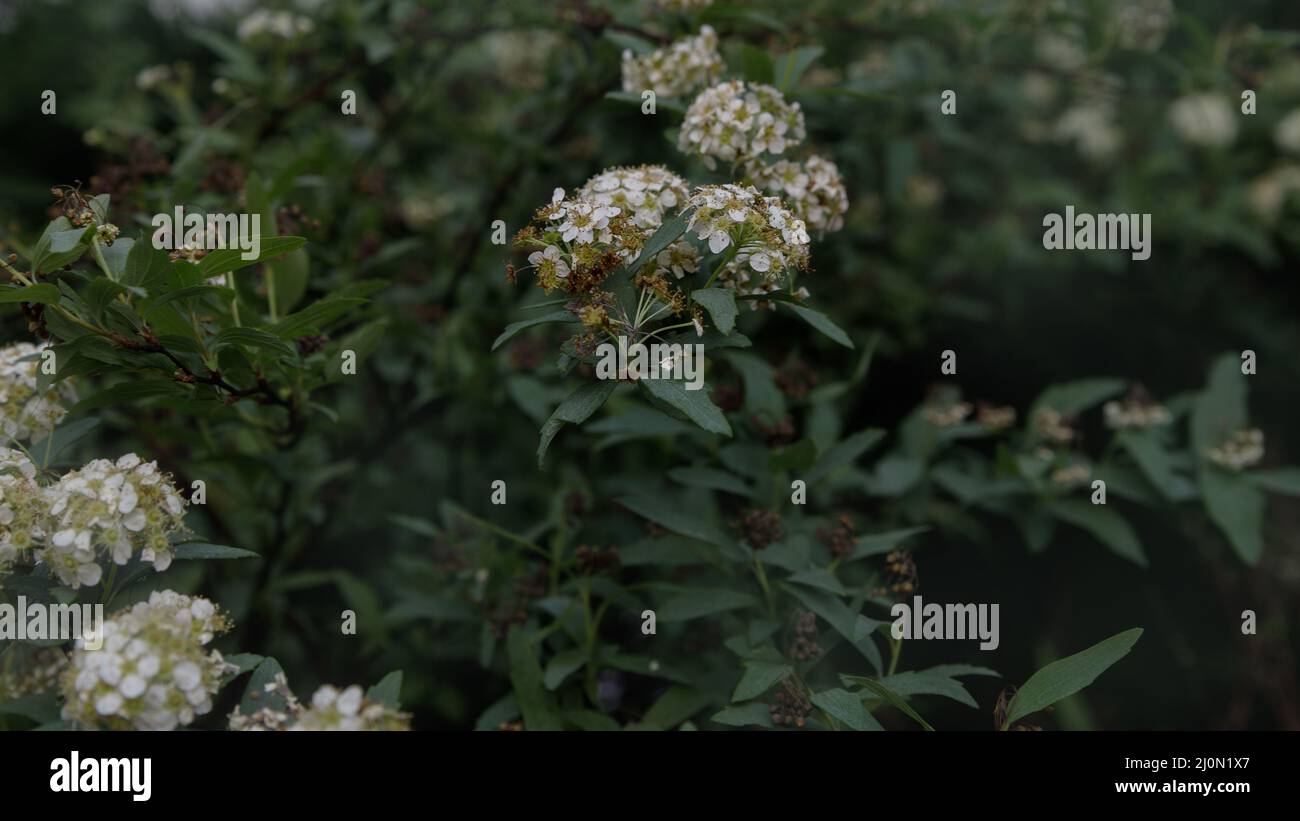 Reeves spirea hi-res stock photography and images - Alamy