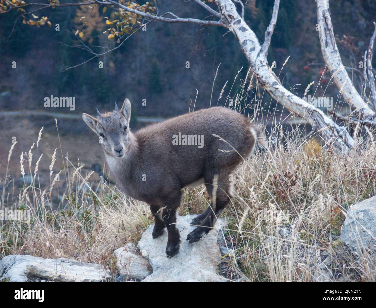 Beautiful baby Alpine ibex goat standing on the rock in the mountains ...