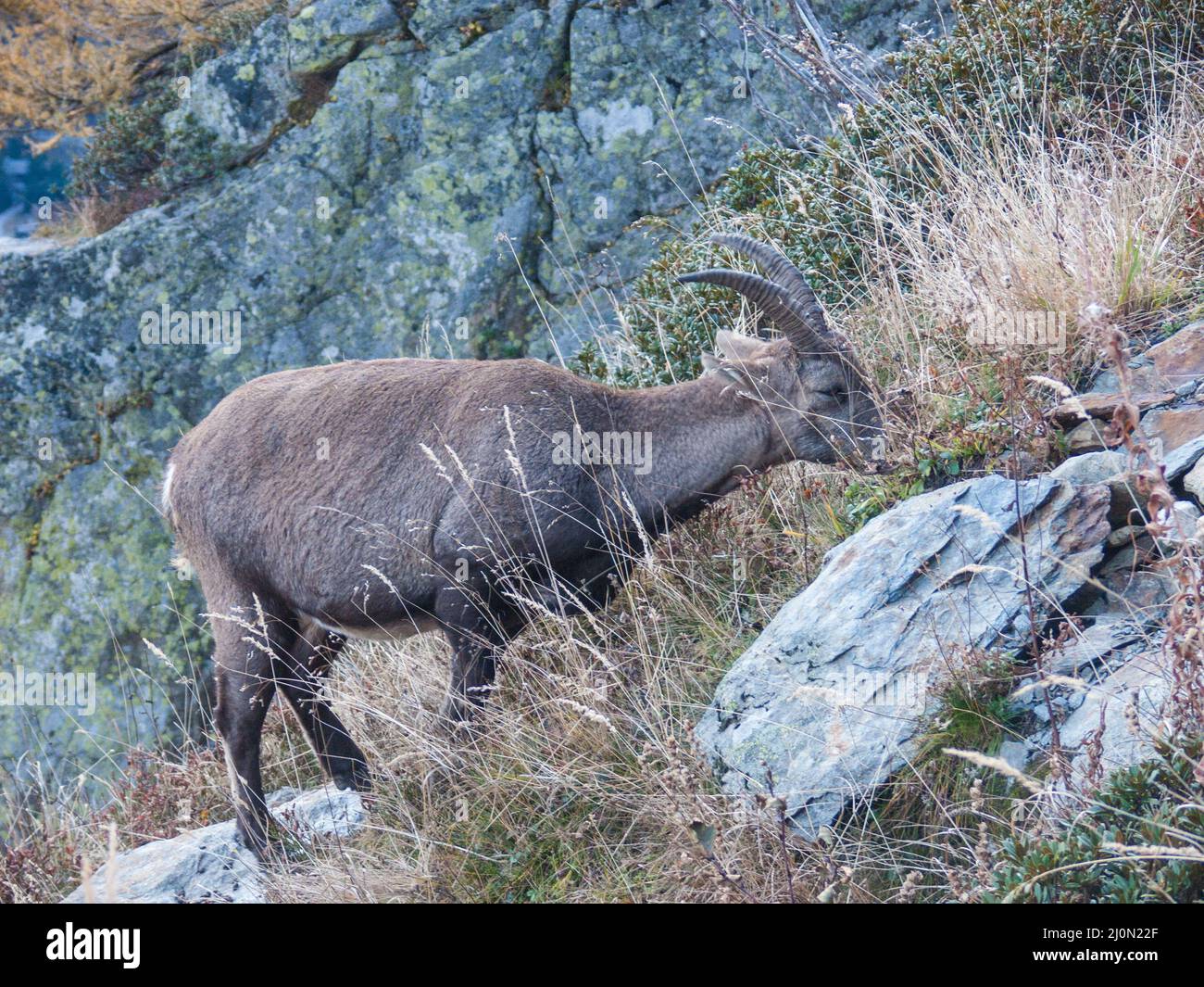 Beautiful Alpine ibex goat standing on the rock in the mountains of ...